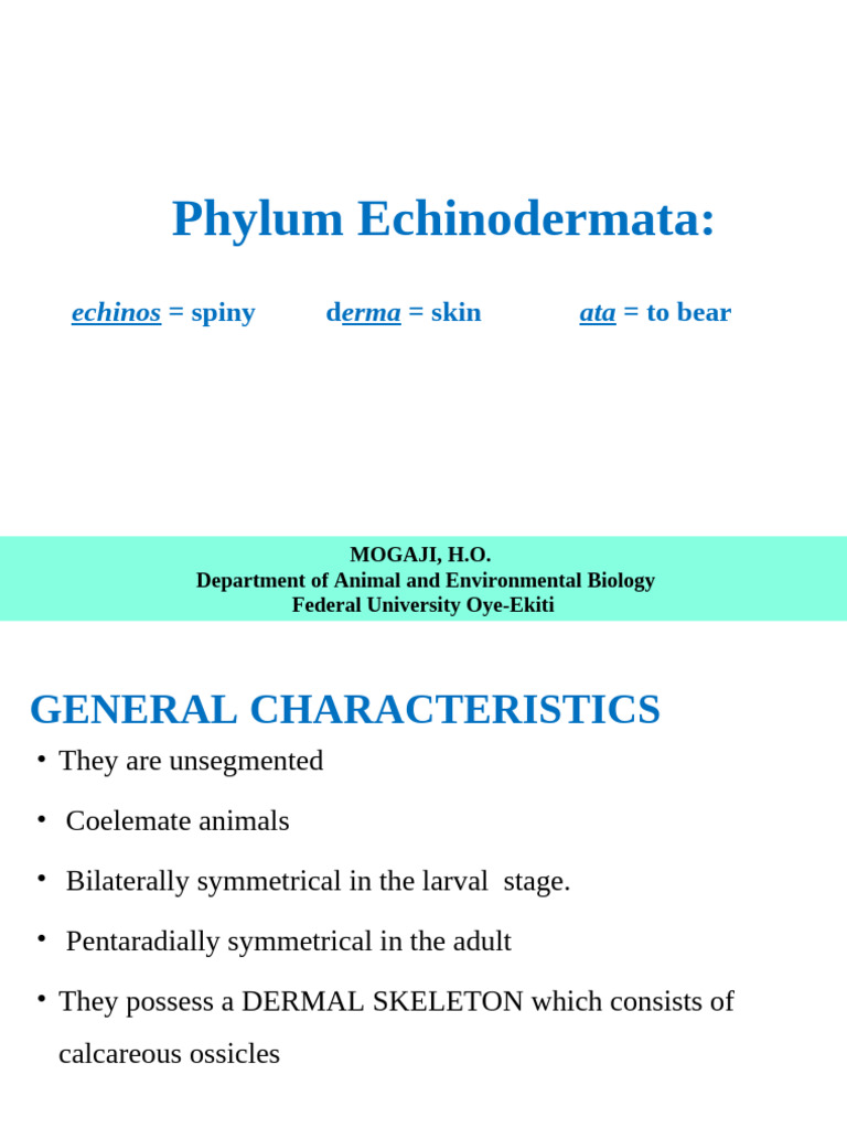 BIO 102 Phylum Echinodermata by OGBENII ADIO. | PDF | Biology | Zoology