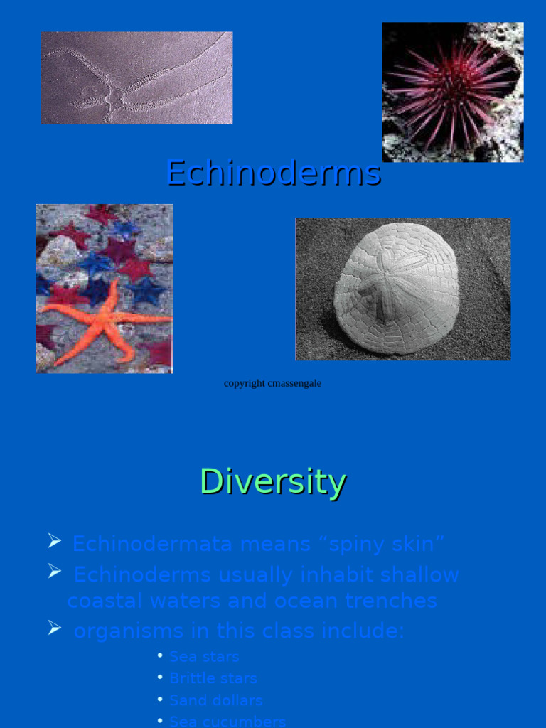 BIO 102 Phylum Echinodermata 2 by OGBENII ADIO. (1) | PDF | Zoology
