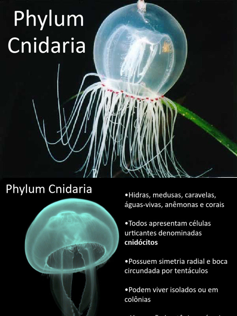 Aula3 Cnidaria Biologia Animal ZOOTECNIA 2021 (2) | PDF | Zoologia | Biologia