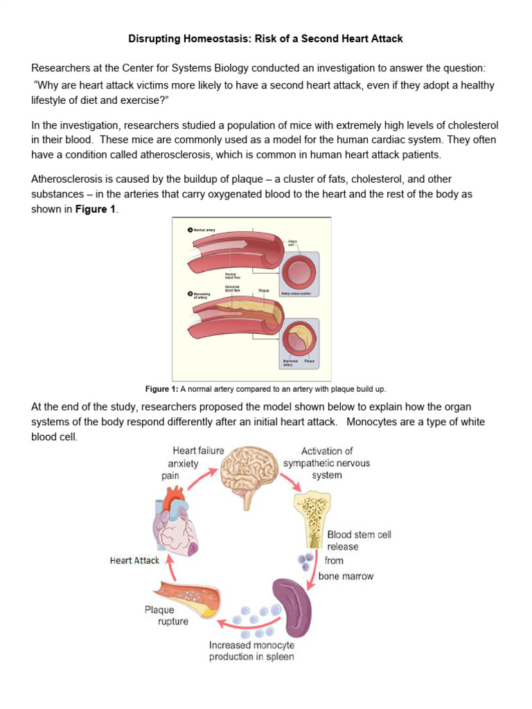 Bio Unit 3 PM Unify Stimulus - Heart Study | PDF