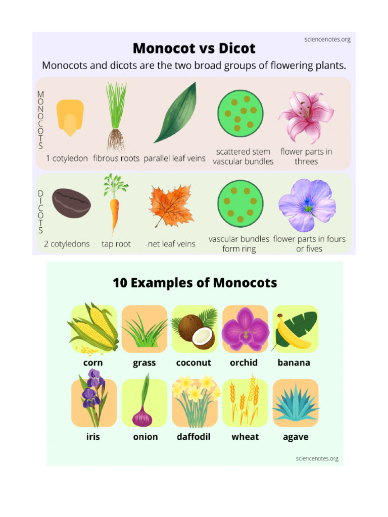 categorizing monocots and dicots | PDF