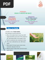 Gundhi Bug Zoo | PDF | Rice | Insects
