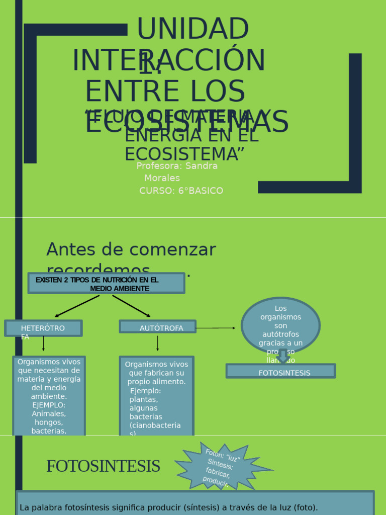 Flujo de Materia y Energía en Ecosistemas | PDF | Fotosíntesis | Plantas