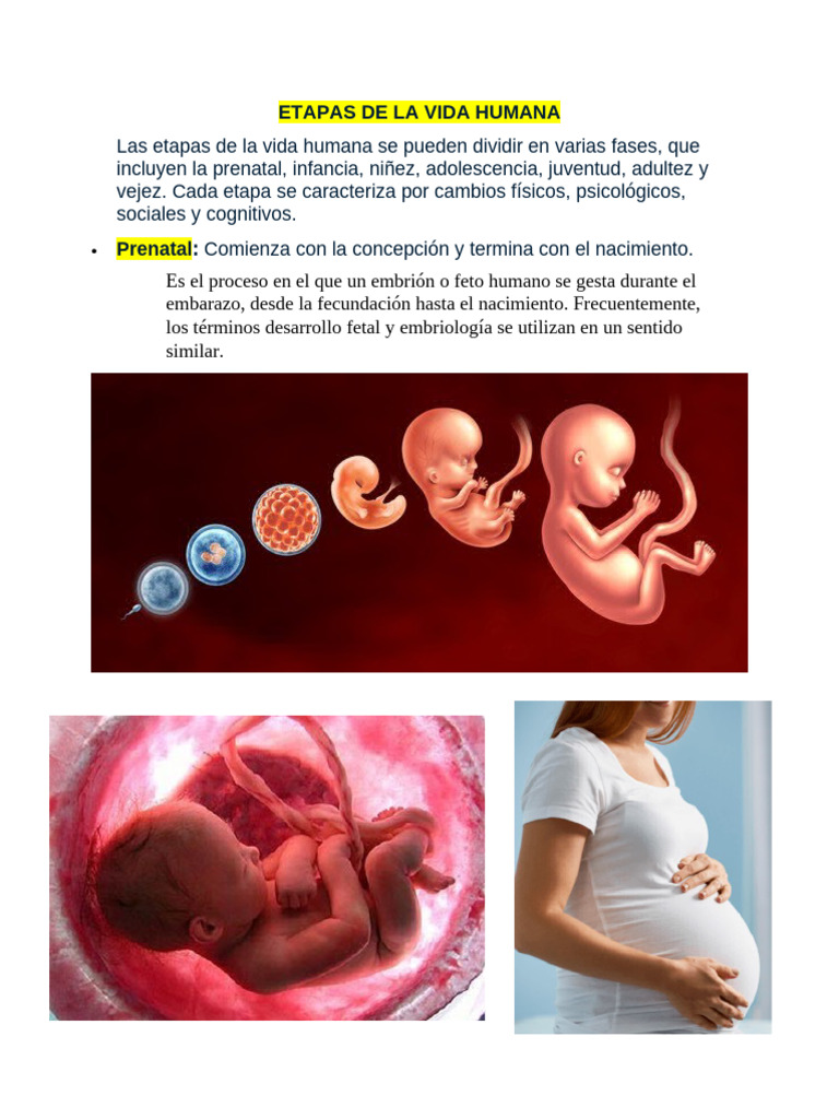 Etapas de la Vida Humana y Cambios Corporales | PDF | Adolescencia ...