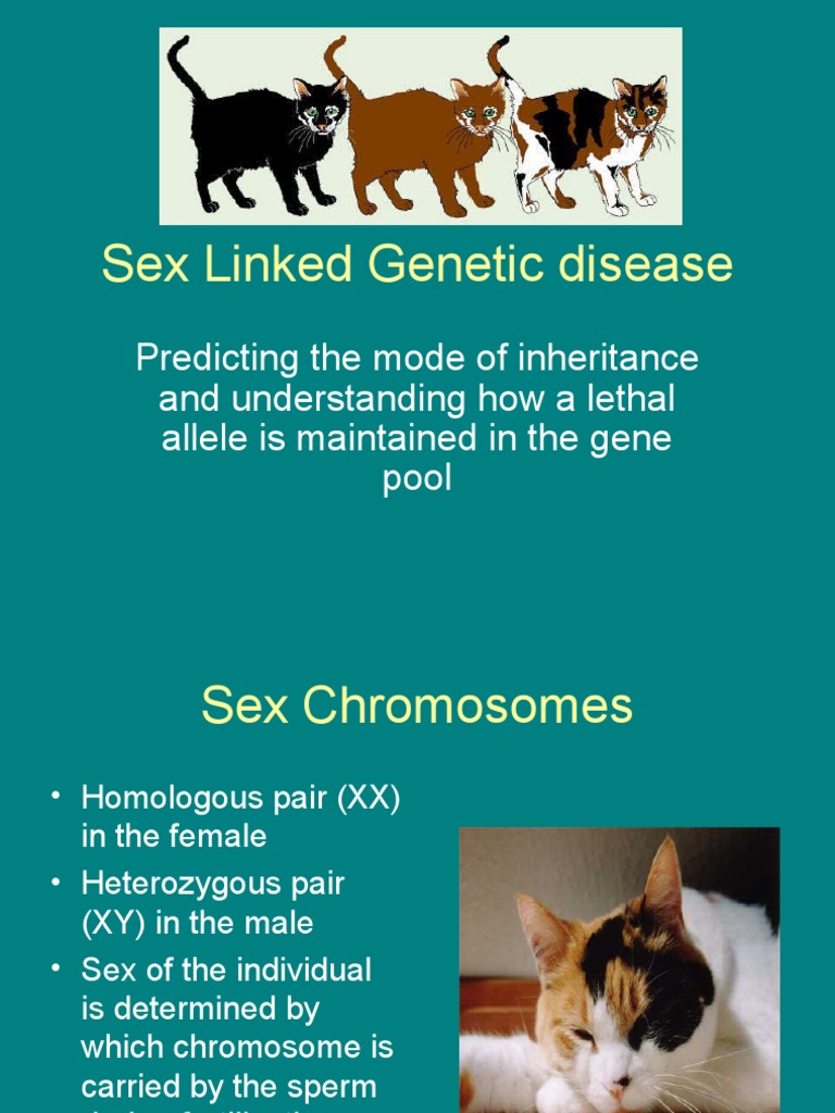 Understanding Sex-Linked Disorders | PDF | Genetic Disorder | Dominance ...