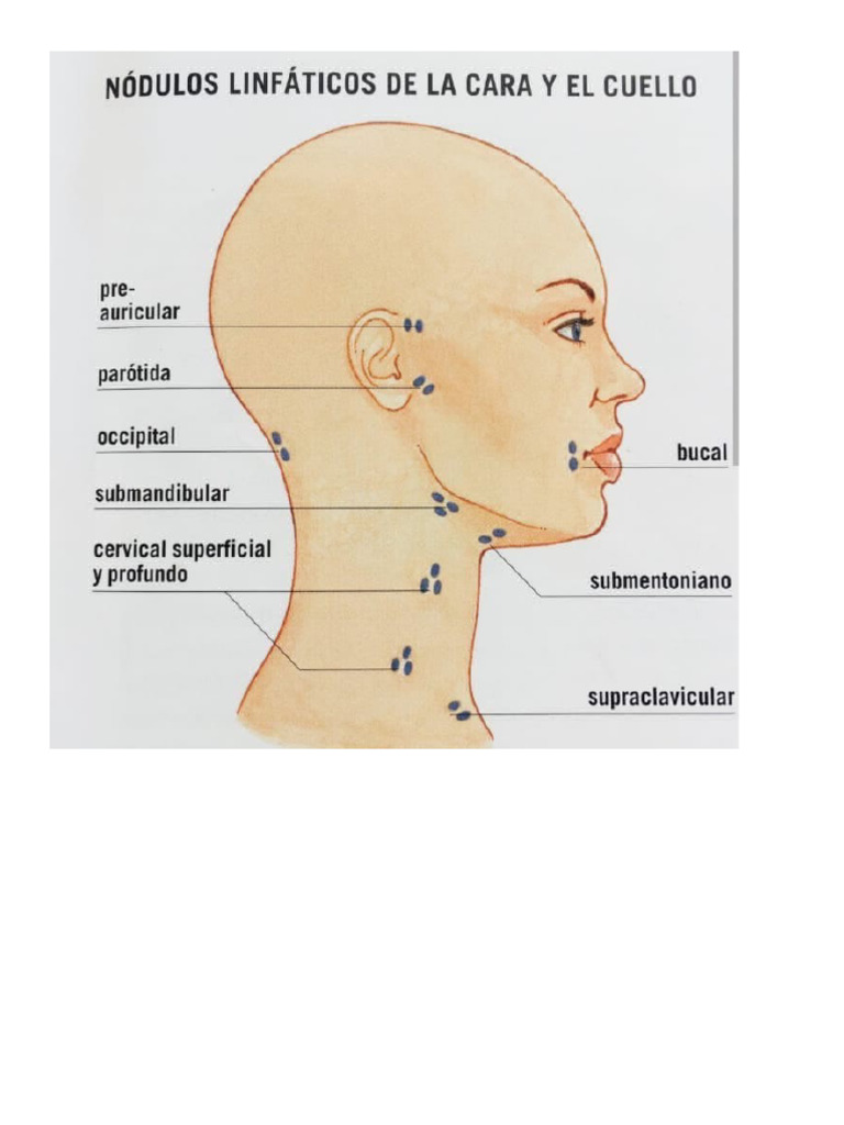 NODULOS LINFATICOS DE CARA Y CUELLO | PDF