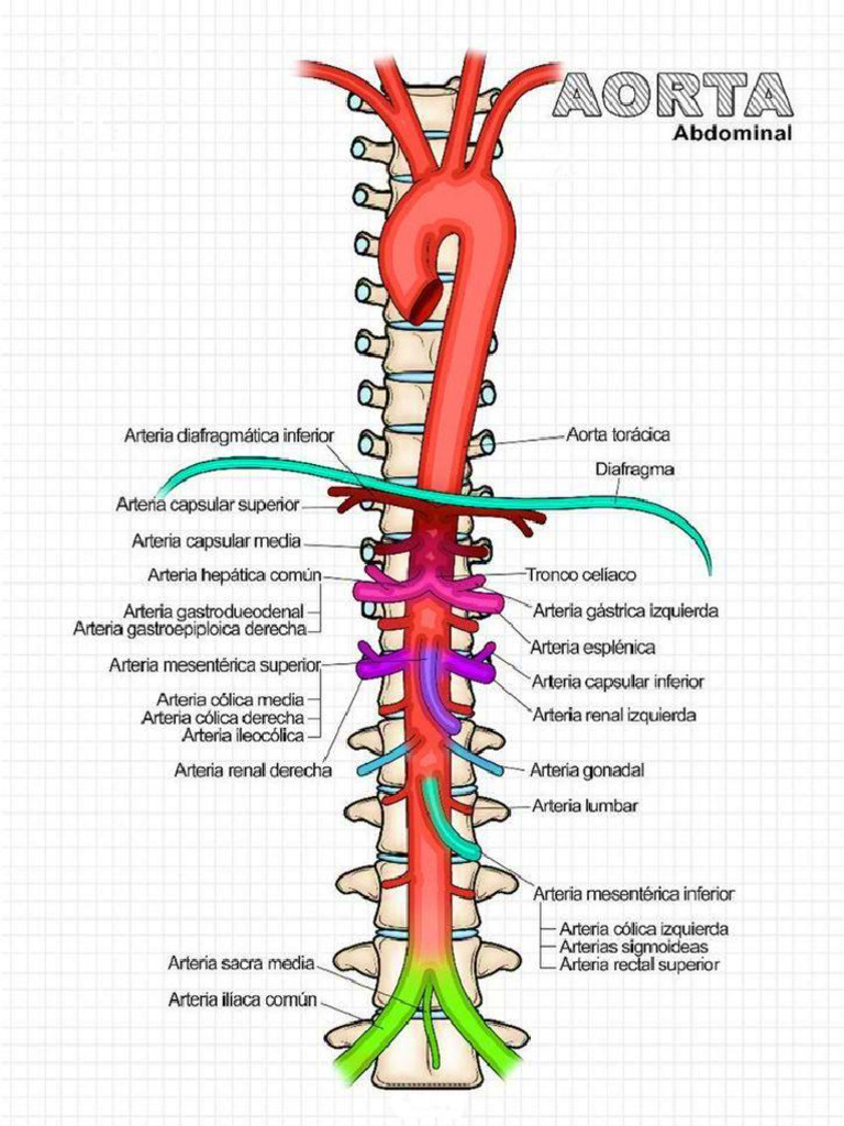 Aorta Abdominal | PDF