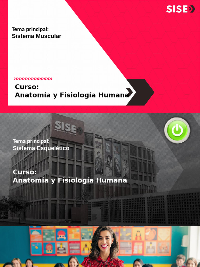 Semana 3 Sistema Muscular Secc 2 | PDF | Músculo | Anatomía