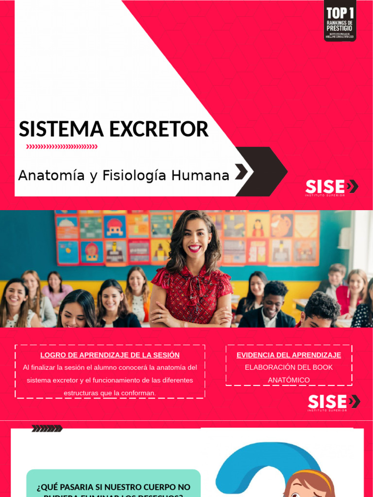 Semana 5 Sistema Excretor Secc 2 | PDF | Sistema urinario | Orina