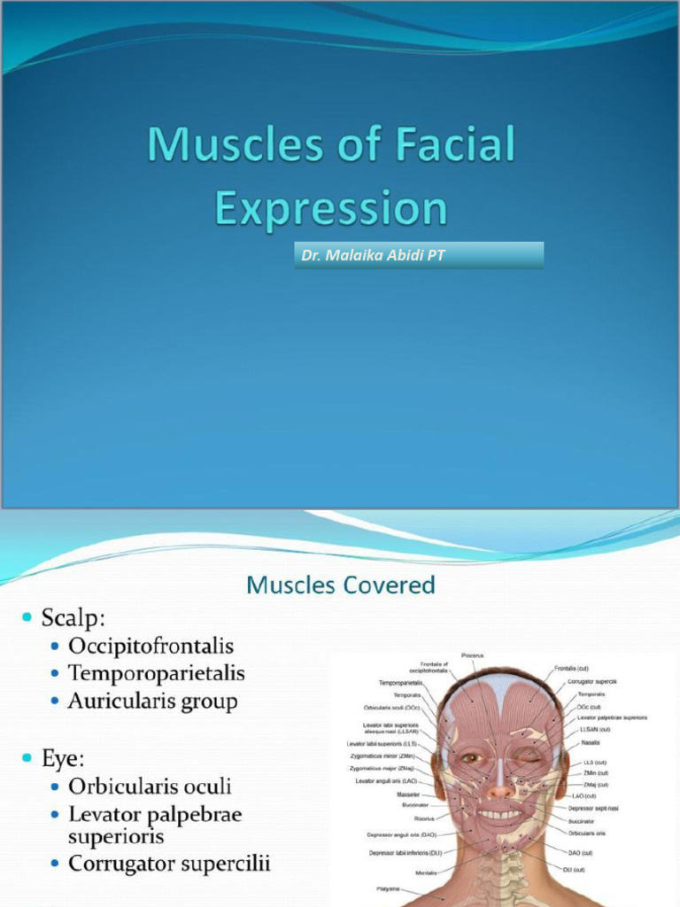 face muscles ppt | PDF