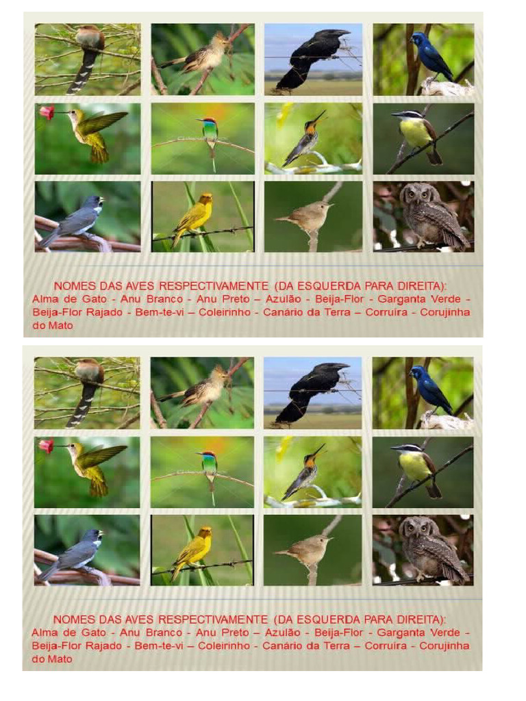 12 Aves Nativas | PDF