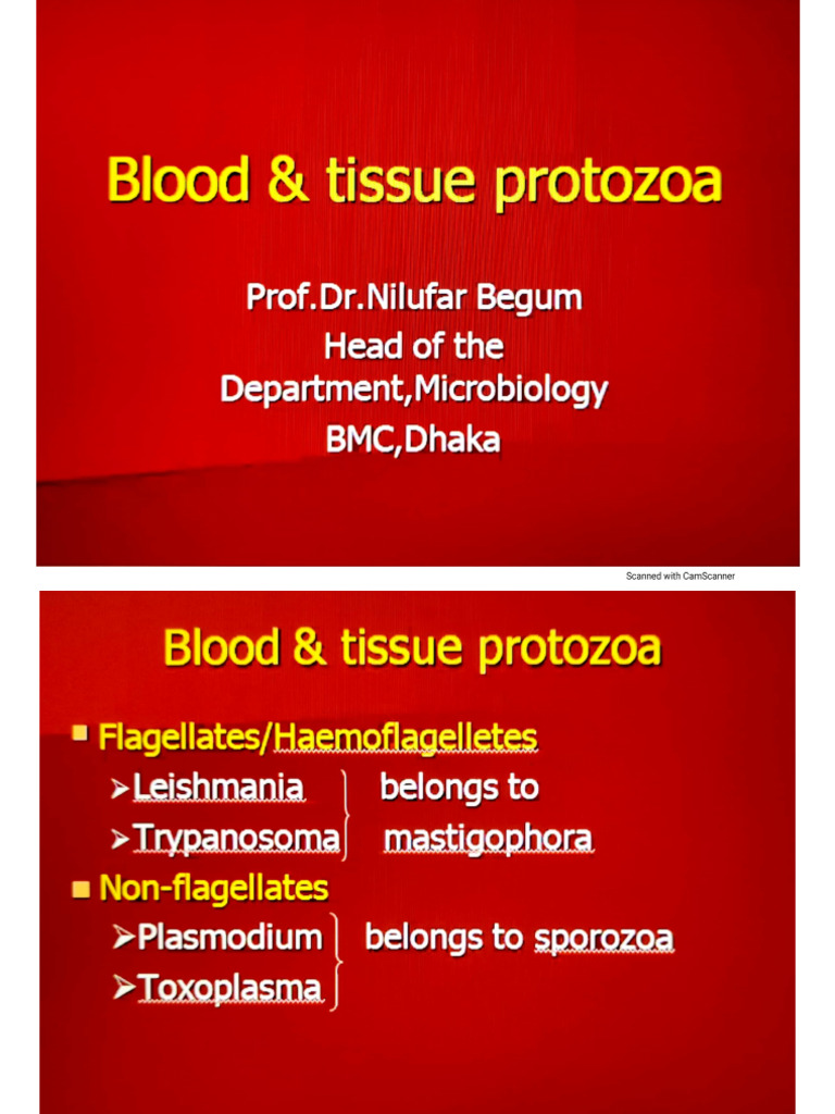 Blood & Tissue Protozoa (Leishmania Donovani) | PDF