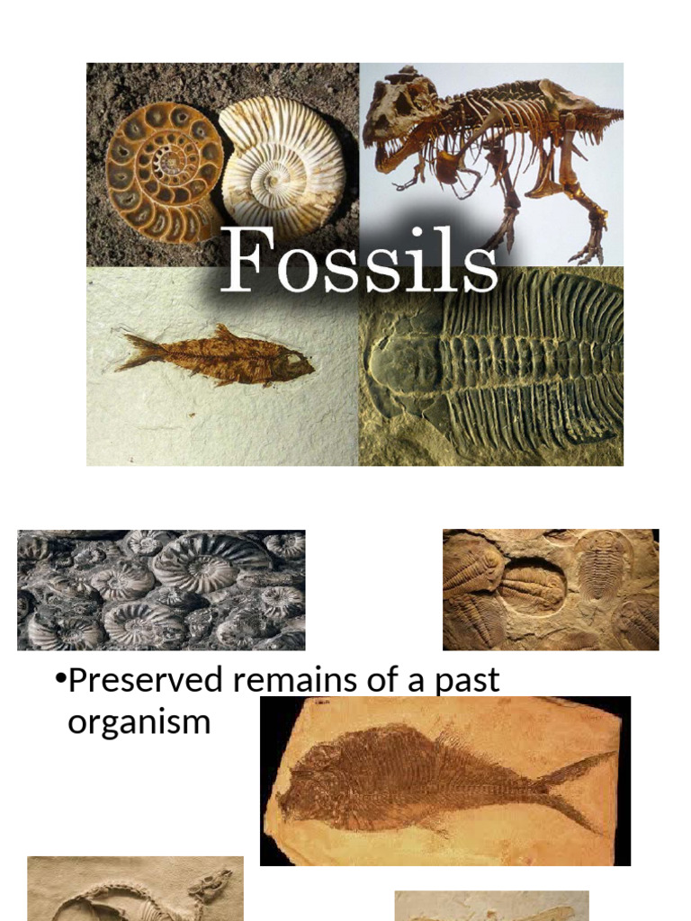 Fossils | PDF