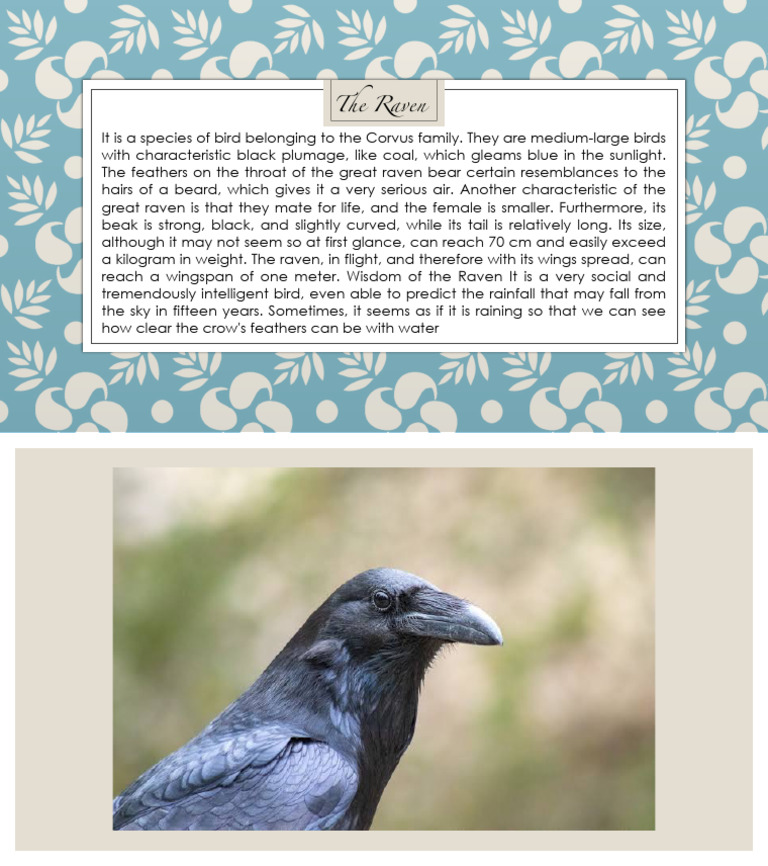 Characteristics of the Great Raven | PDF