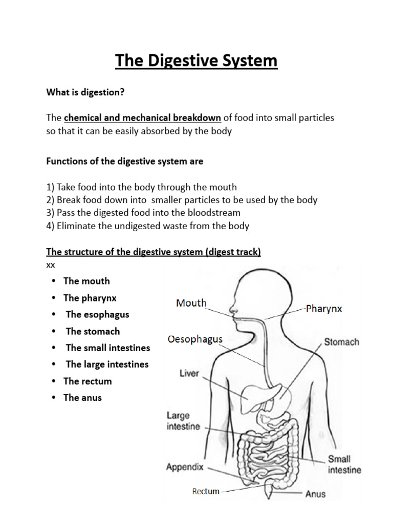 The Digestive System (Form 3 Handout) | PDF | Digestion | Human ...