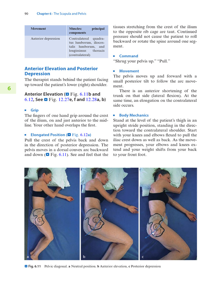 PNF in Practice (101-200) | PDF | Anatomical Terms Of Motion | Pelvis