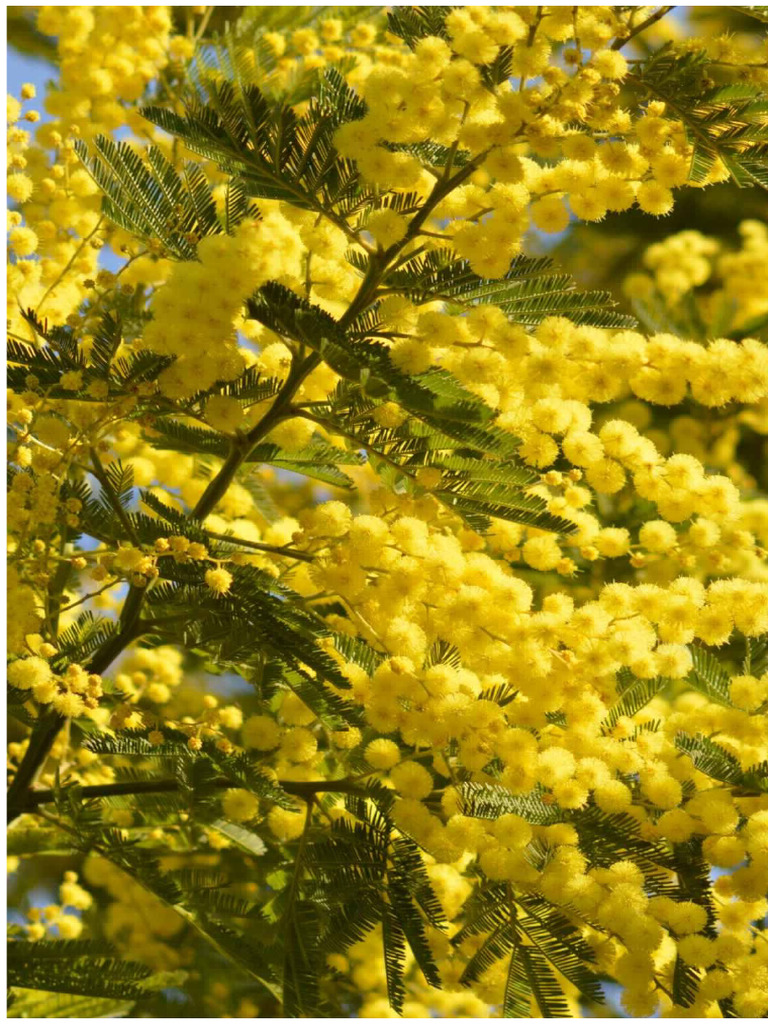 Camouflage and Natural Selection Experiment Background | PDF