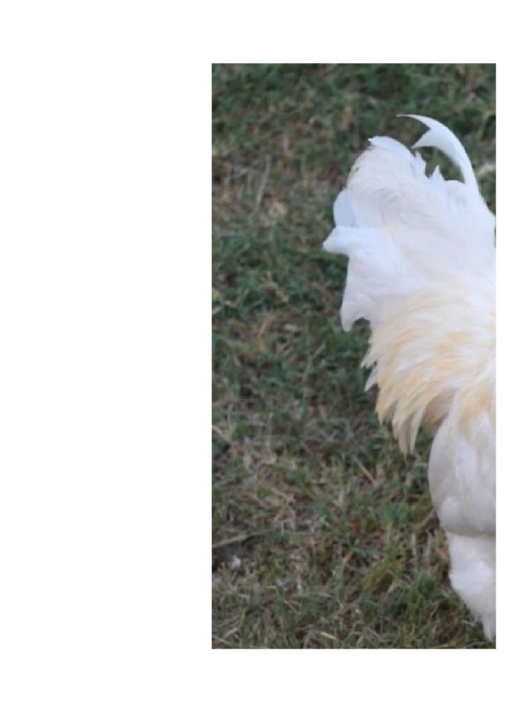 Breeds of Chicken | PDF