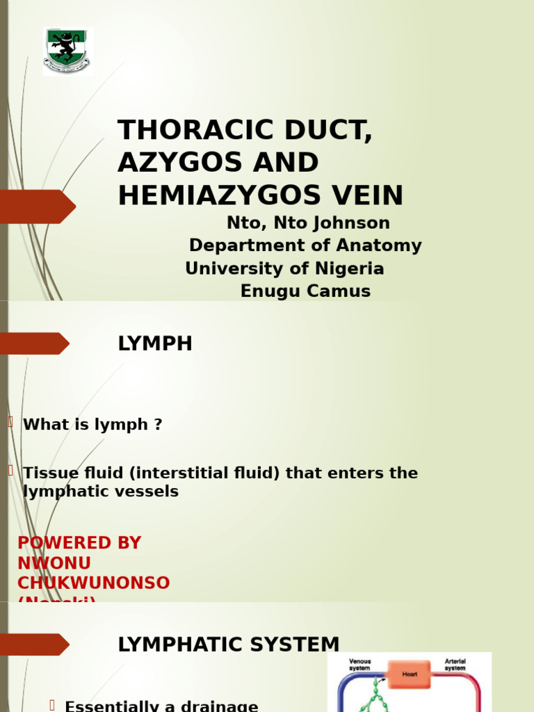Thoracic Duct, Azygos, Hemiazygos Vein | PDF | Lymphatic System | Angiology