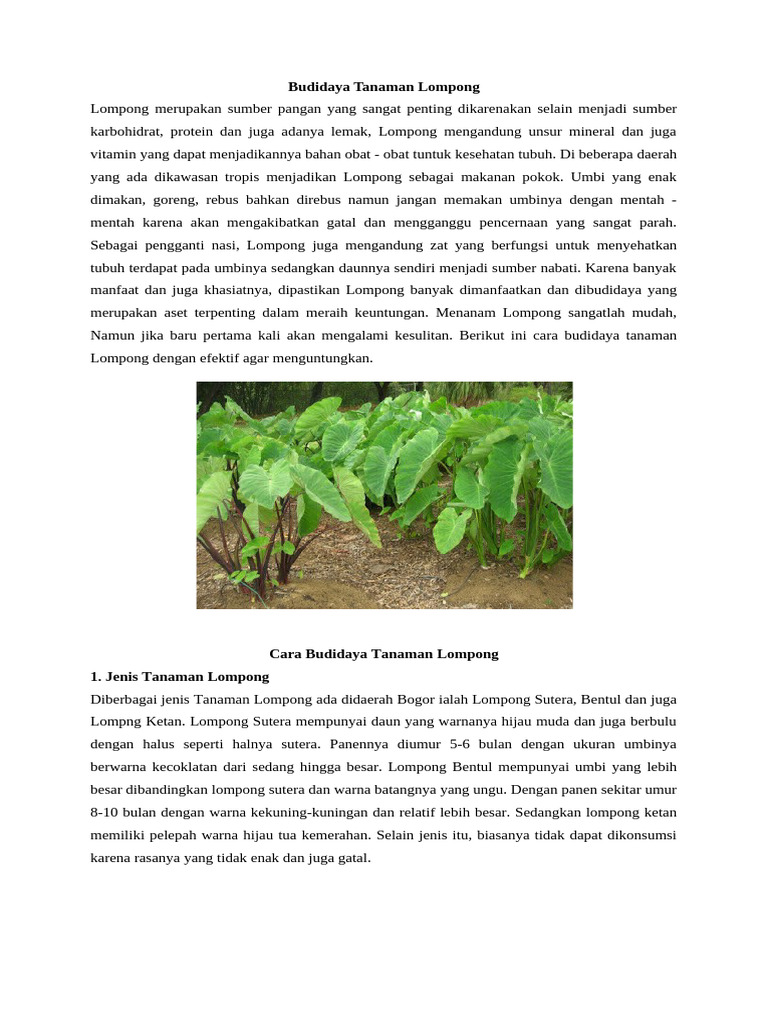 Budidaya Tanaman Lompong | PDF