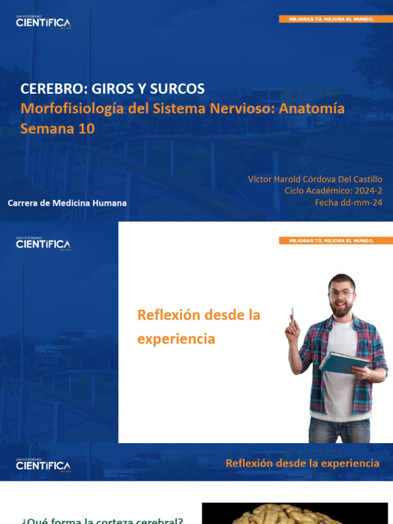pptx_Morfofisiología del Sistema Nervioso_Anatomía_Sem-10_Sesión-10_2024-2 | PDF | Lóbulo ...