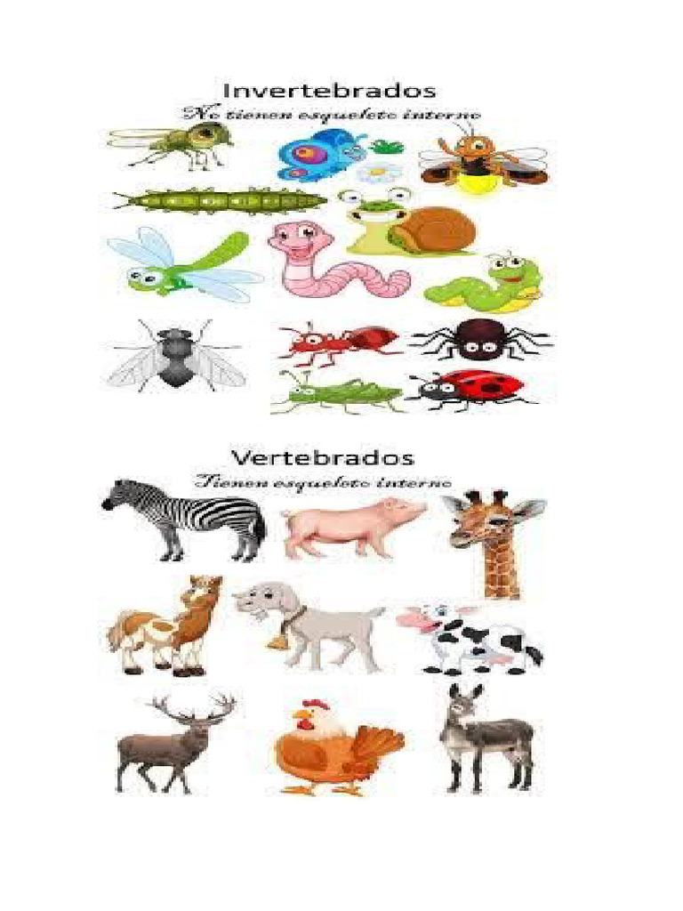 Animales Vertebrados-Invertebrados | PDF