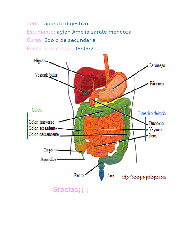 Aparato Digestivo Aylen Zarate | PDF