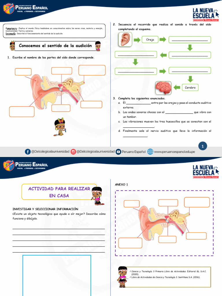 Ciencia y Tecnología N°5-Sentido de La Audición | PDF | Escuchando | Oído