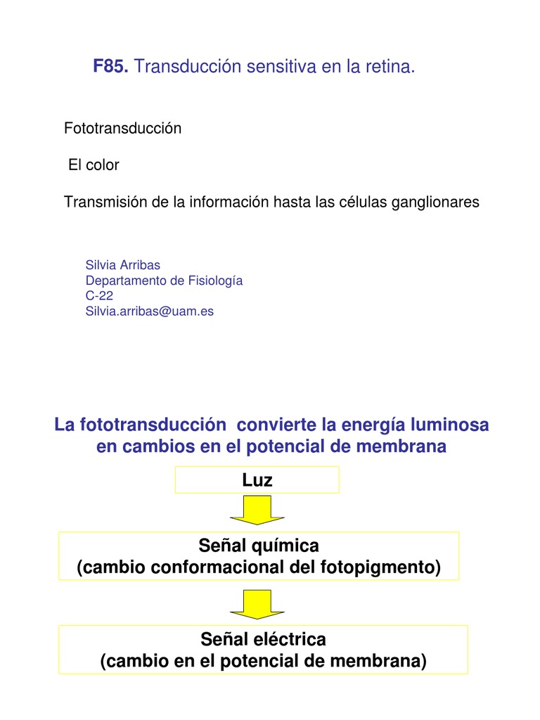 Fototransducción en la Retina | PDF | Percepción visual | Retina