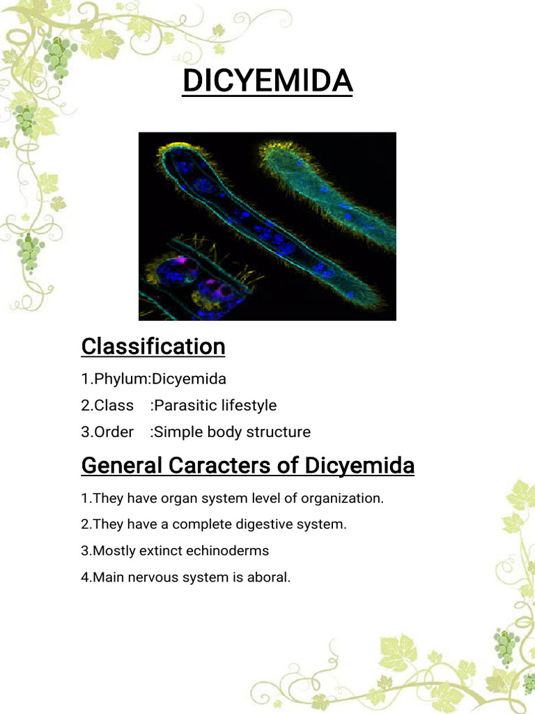 DICYEMIDA-WPS Office | PDF