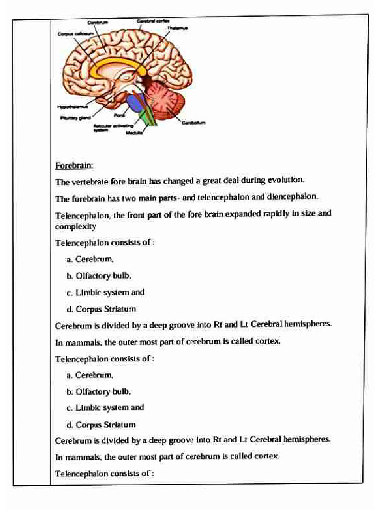 Human Brain An Introduction | PDF