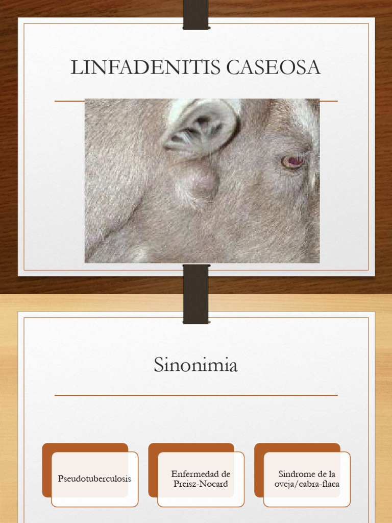 Linfadenitis Caseosa | PDF | Inflamación | Inmunología