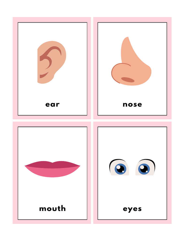 Partes Del Cuerpo Flashcards | PDF