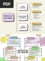 Musculos Del Perine | PDF | Sistema musculoesquelético | Anatomía humana