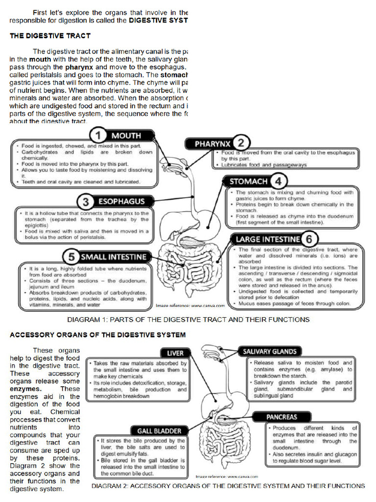 4th Sci 8 Lesson 1 | PDF