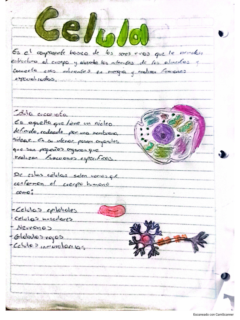 Anatomía. Heber Tagual | PDF