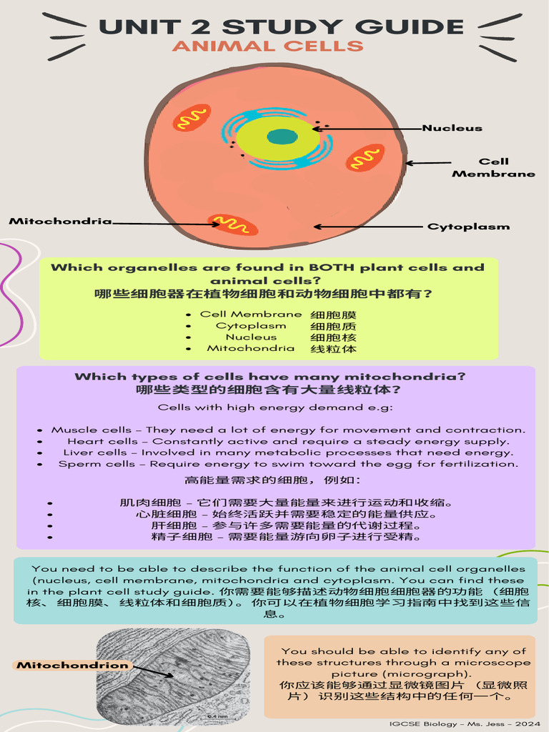 Animal Cells Study Guide | PDF