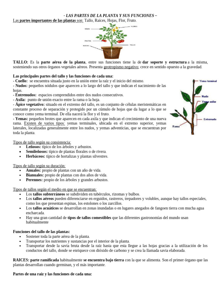 Partes y funciones de las plantas | PDF | Raíz | Flores