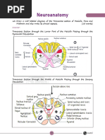 Internal Capsule: Anatomy and Function | PDF | Cerebrum | Neuroanatomy