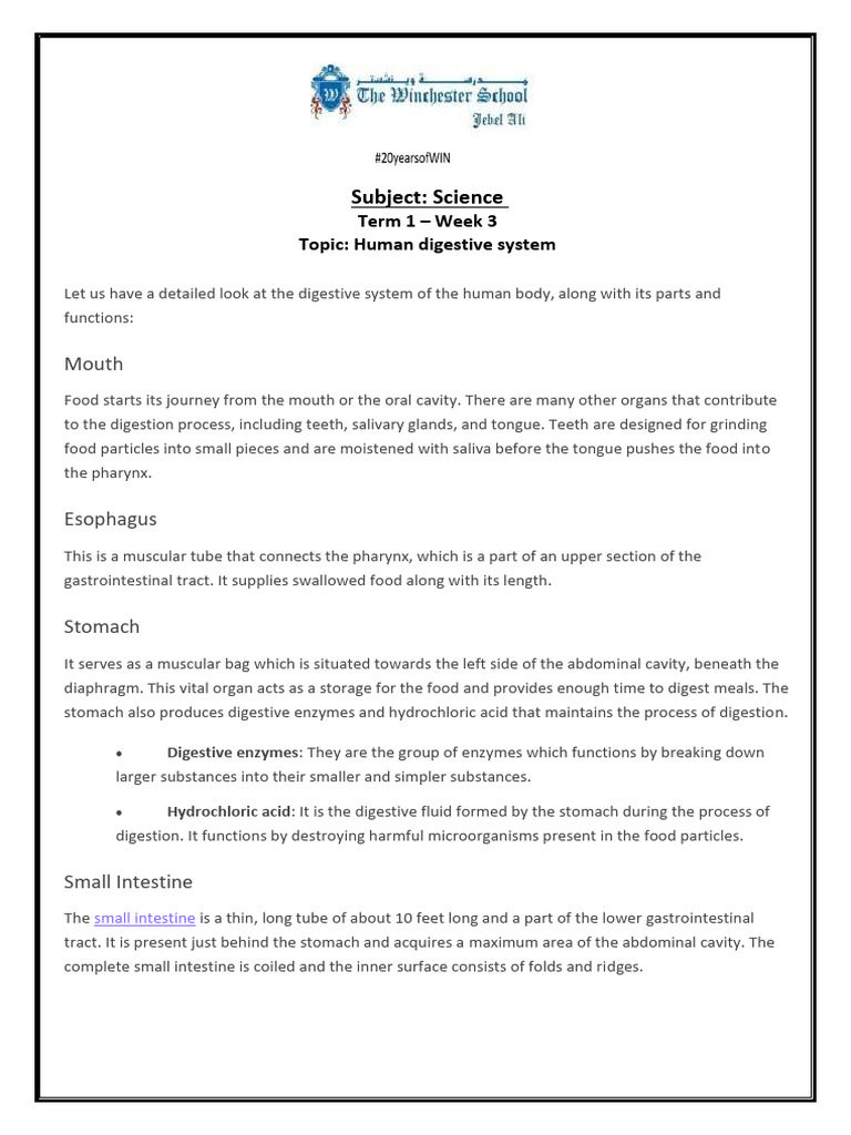 3.human Digestive System-Week 4 | PDF | Human Digestive System ...