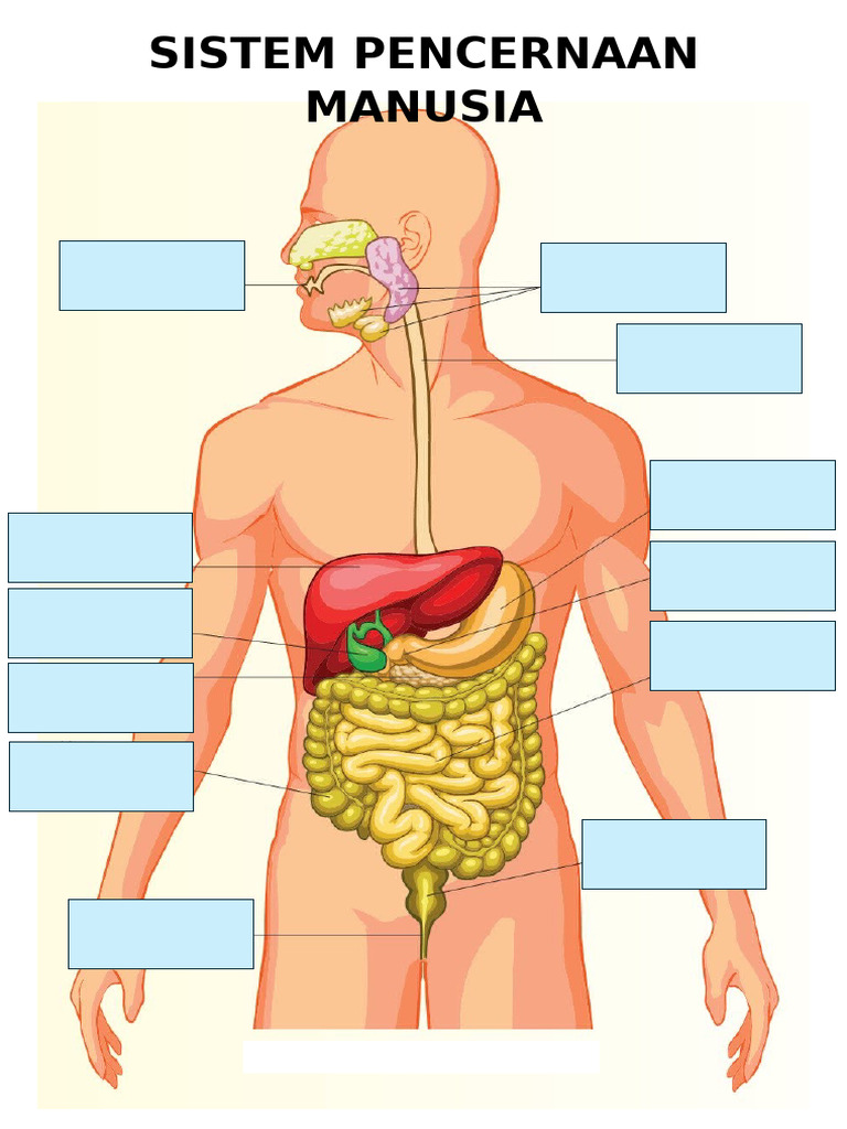 Sistem Pencernaan Manusia | PDF