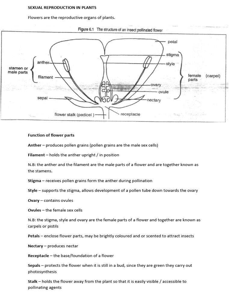 Sexual Reproduction in Plants 1 | PDF