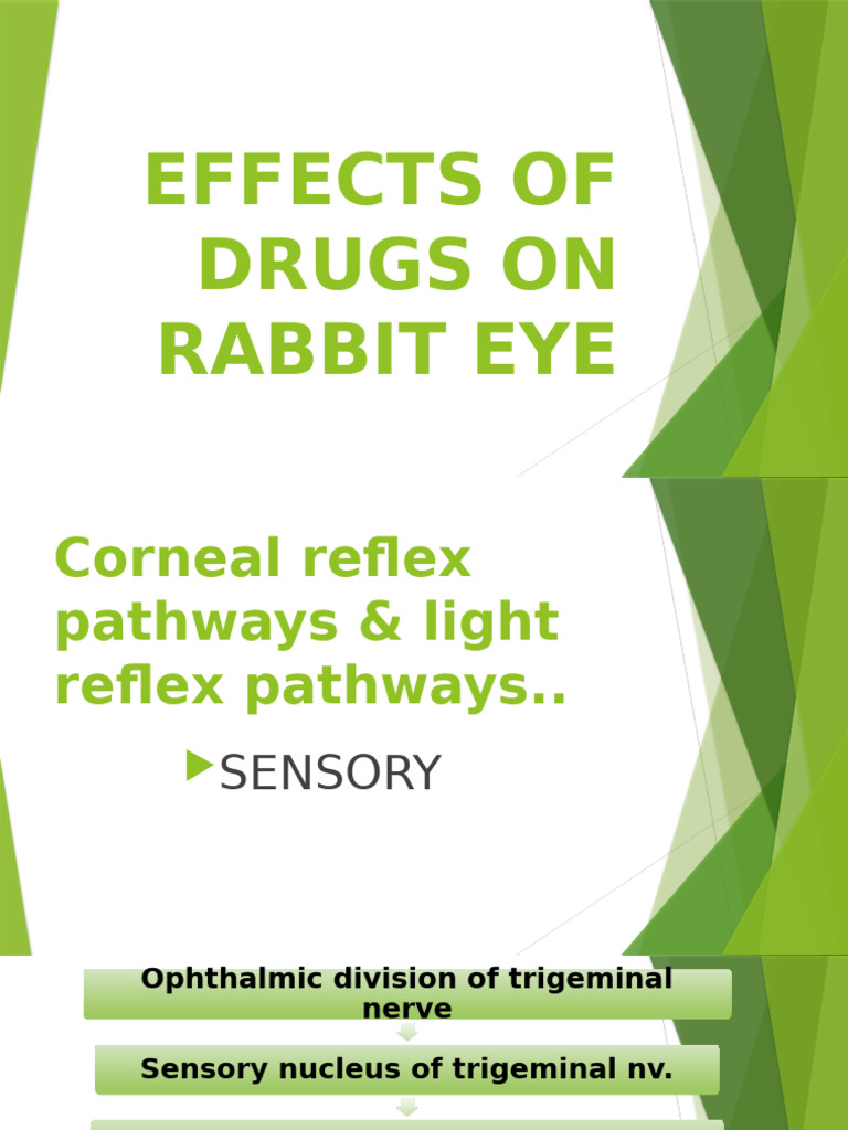 Effects of Drugs On Rabbit Eye | PDF | Ophthalmology | Human Eye