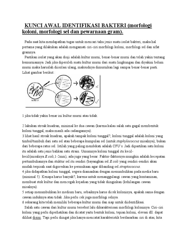 Identifikasi Bakteri | PDF