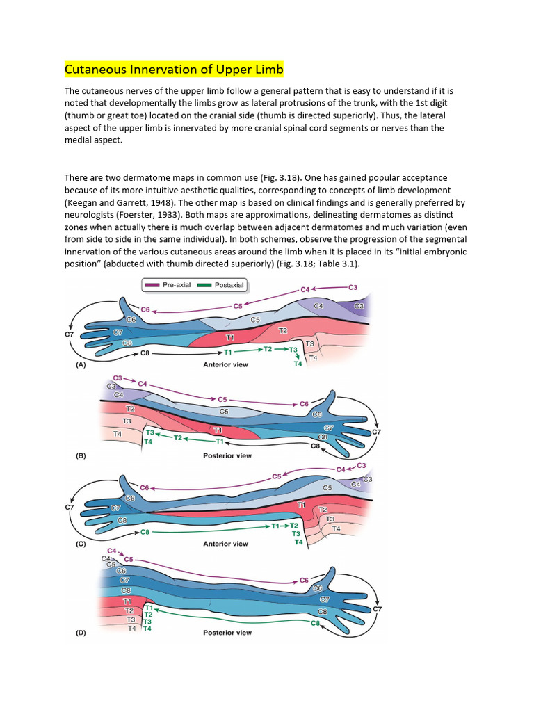 Upper Limb Cutaneous Innervation Guide | PDF | Arm | Nervous System