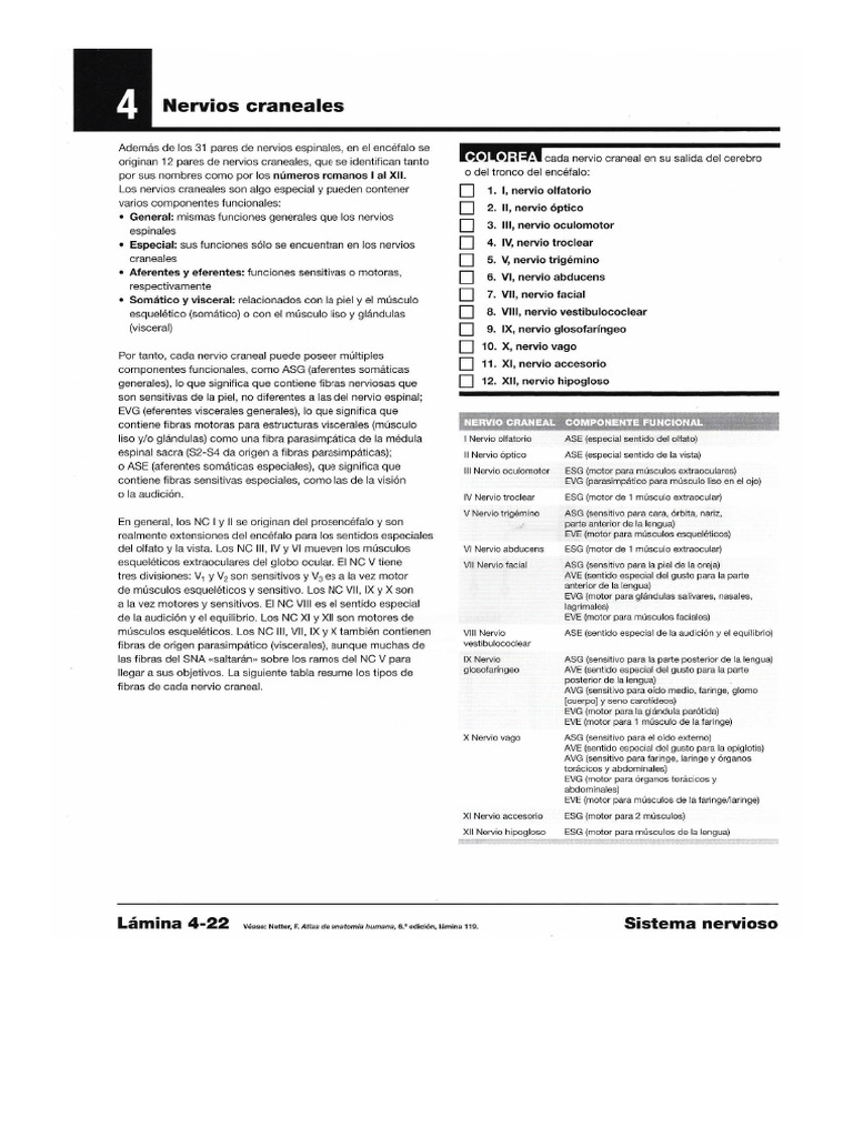 Nervios Craneales | PDF