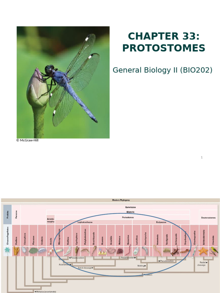 Lecture 2-Ch33-Protostomes (1) (3) (Autosaved) | PDF | Mollusca | Nematode