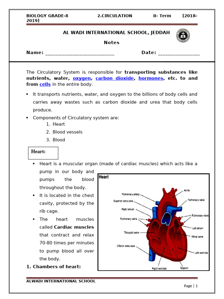 Circulatory System 2 Term 2019 | PDF | Heart | Vein