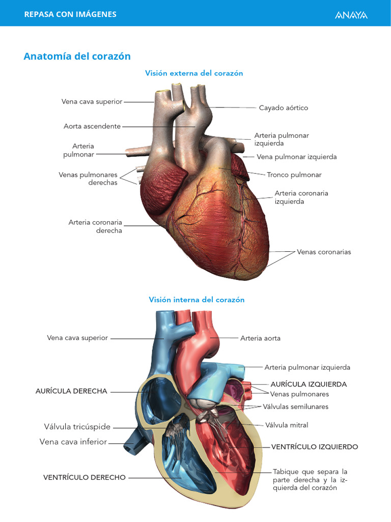 Anatomía Del Corazón | PDF