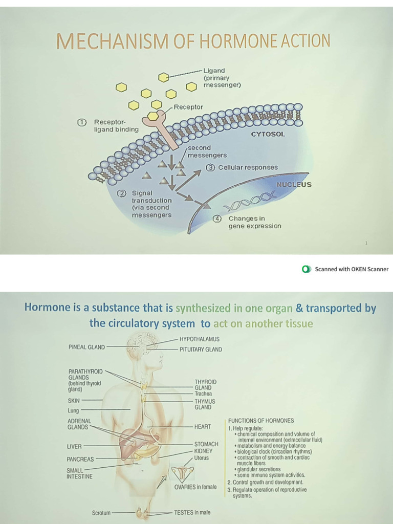 Mechanism of Hormone Action | PDF